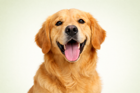 Everything Your Pet Needs – Pet Food, Toys & Accessories in Cyprus ...